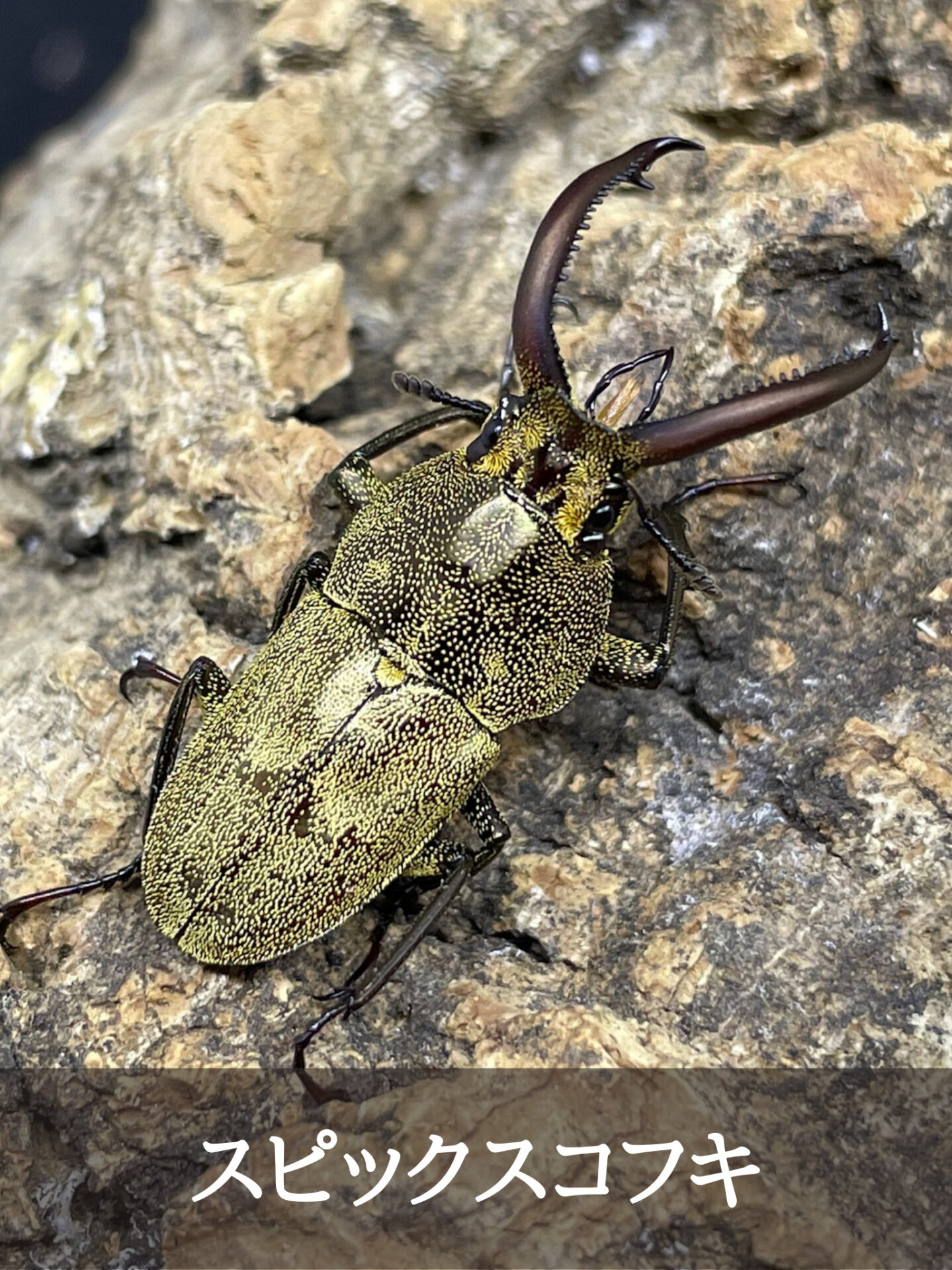 【外国産クワガタ&カブトムシ図鑑】飼育情報・飼育記録まとめ | クワカブ飼育の道しるべ