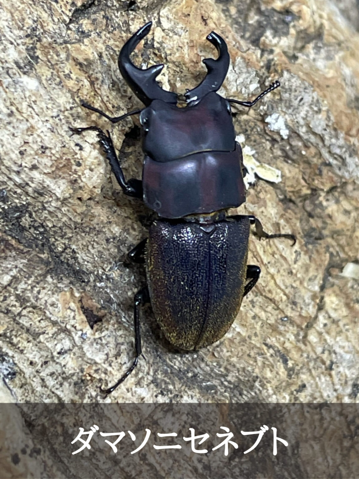 【外国産クワガタ&カブトムシ図鑑】飼育情報・飼育記録まとめ | クワカブ飼育の道しるべ